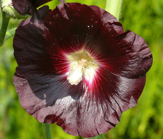 Hollyhock Queeny Purple Alcea Rosea Seeds
