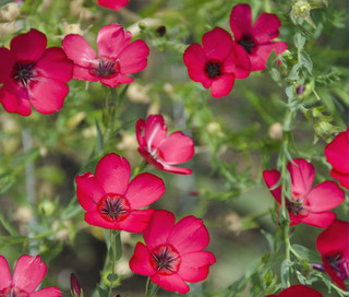 Viper's Bugloss Red Russian Echium Russicum Rubrum Seeds