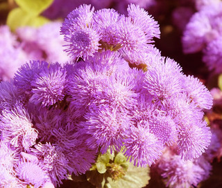 Catmint Pink Cat Nepeta Nervosa Seeds