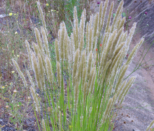 Melic Silky Spike Melica Ciliata Seeds
