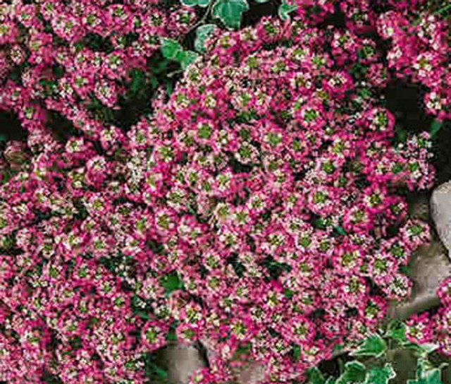 Alyssum Sweet Lobularia Maritima Seeds