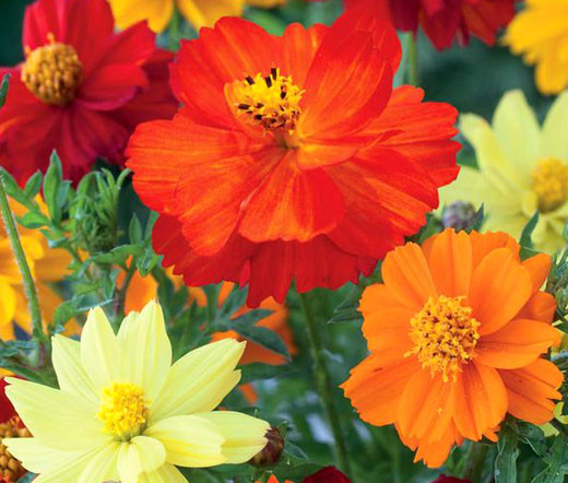 Cosmos Sulphur Ladybird Red Dwarf Cosmos Sulphureus Seeds