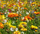 Wildflower Mix 3B Bee Bird Butterfly Seeds