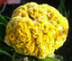 Cockscomb Yellow Dwarf Celosia Cristata Nana Jessica Seeds
