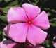 Periwinkle Dwarf Little Mix Catharanthus Roseus Seeds