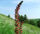 Viper's Bugloss Red Russian Echium Russicum Rubrum Seeds