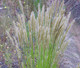 Melic Silky Spike Melica Ciliata Seeds