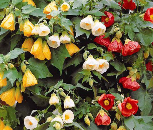 Abutilon Bellevue Mix Abutilon Hybridum Seeds