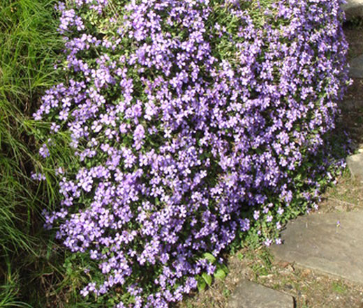 Aubrieta Rock Cress Cascade Mix Aubrieta Hybrida Superbissima Seeds