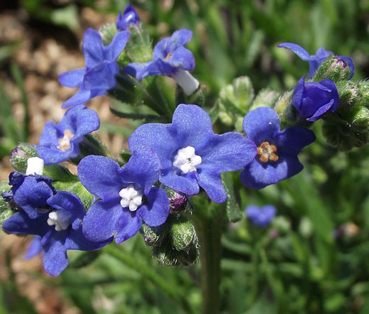 Bugloss Blue Angel Anchusa Capensis Seeds