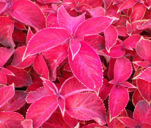 Coleus Jazz Ruby Solenostemon Scutellarioides Seeds