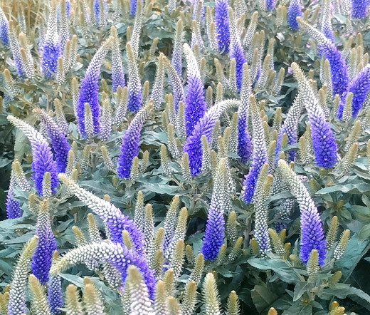 Speedwell Creeping Blue Veronica Repens Seeds
