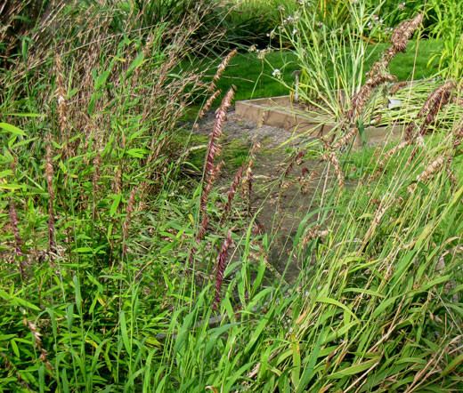 Melic Siberian Red Spire Melica Altissima Atropurpurea Seeds