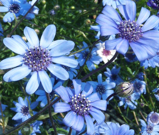 The Blues Blue Daisy Felicia Heterophylla Seeds