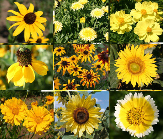 Wildflower Mix Yellow Seeds