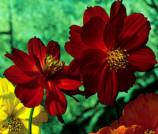 Cosmos Sulphur Red Cosmos Sulphureus Seeds