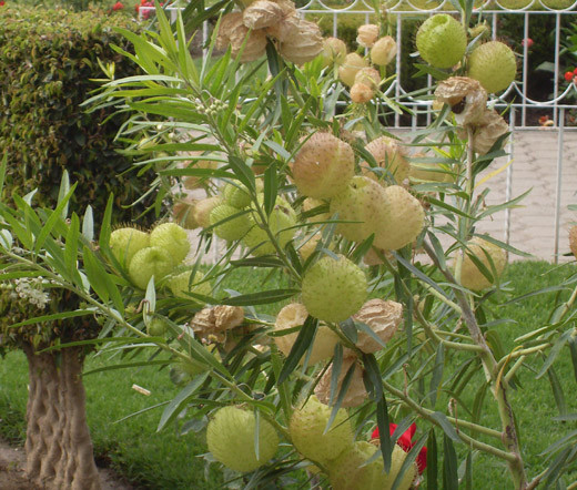 gomphocarpus physocarpus