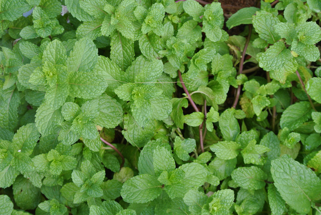 Japanese Mint