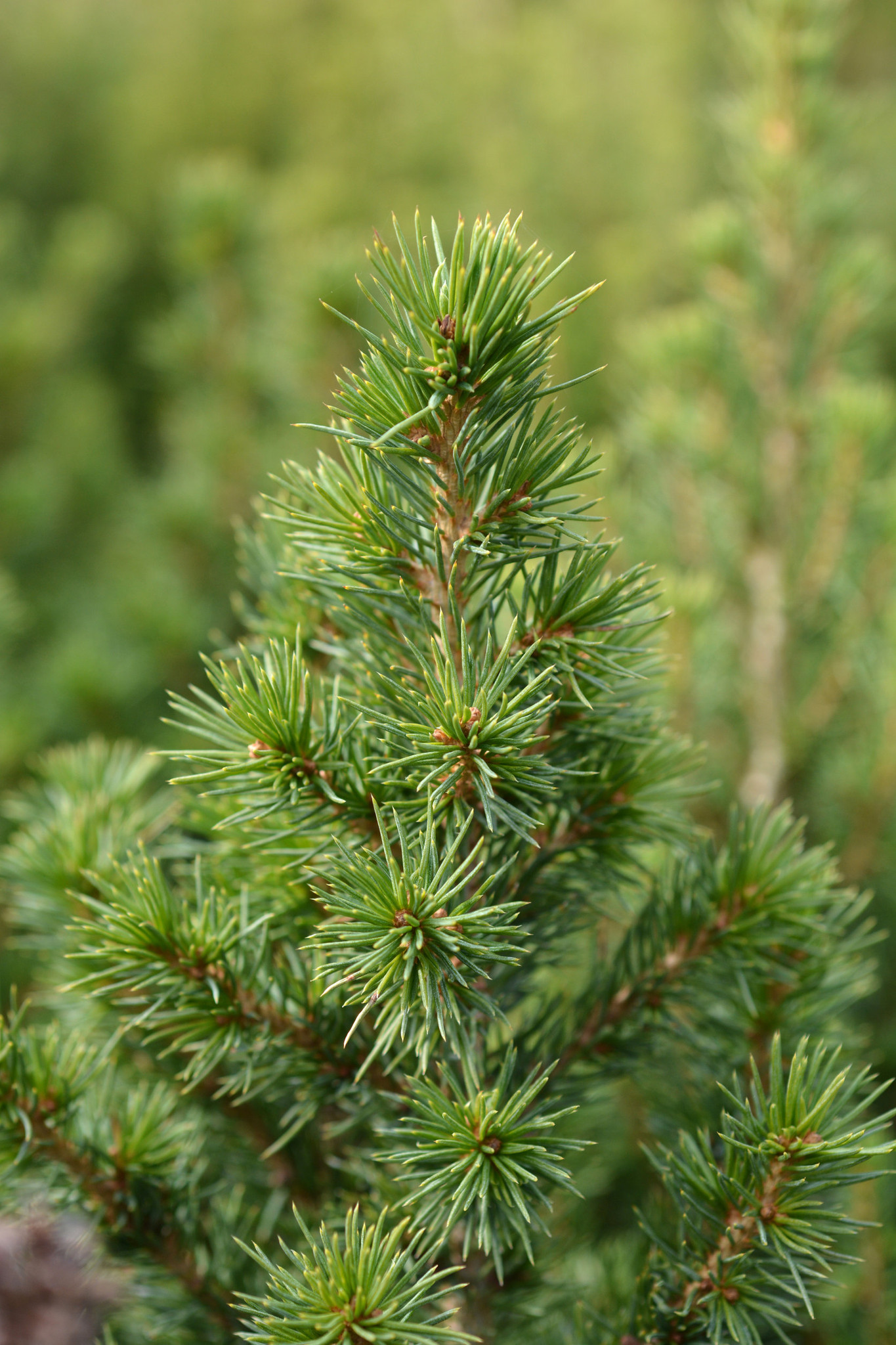 Spruce, White