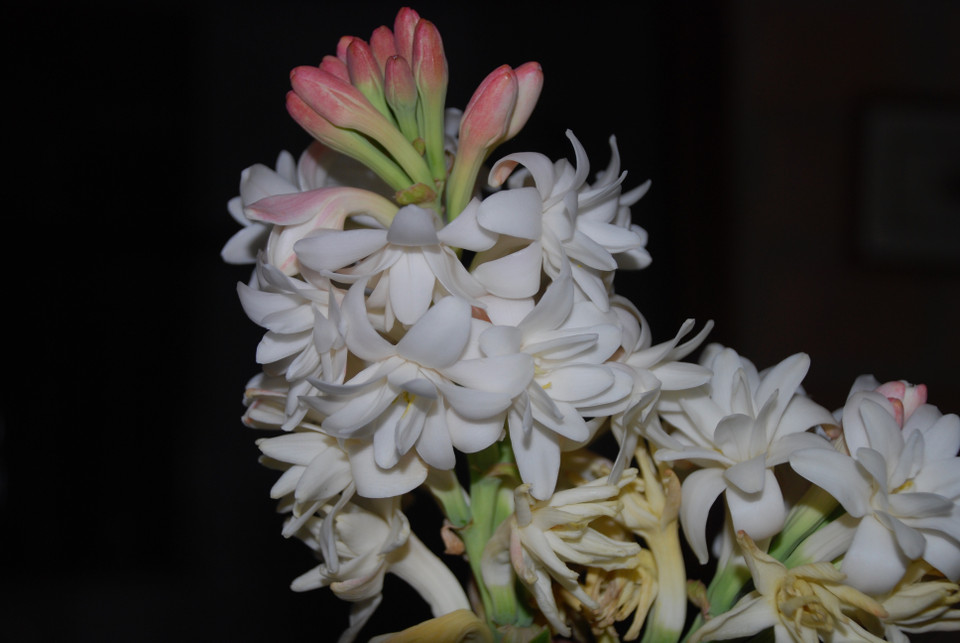 Tuberose in India - Enfleurage, Inc