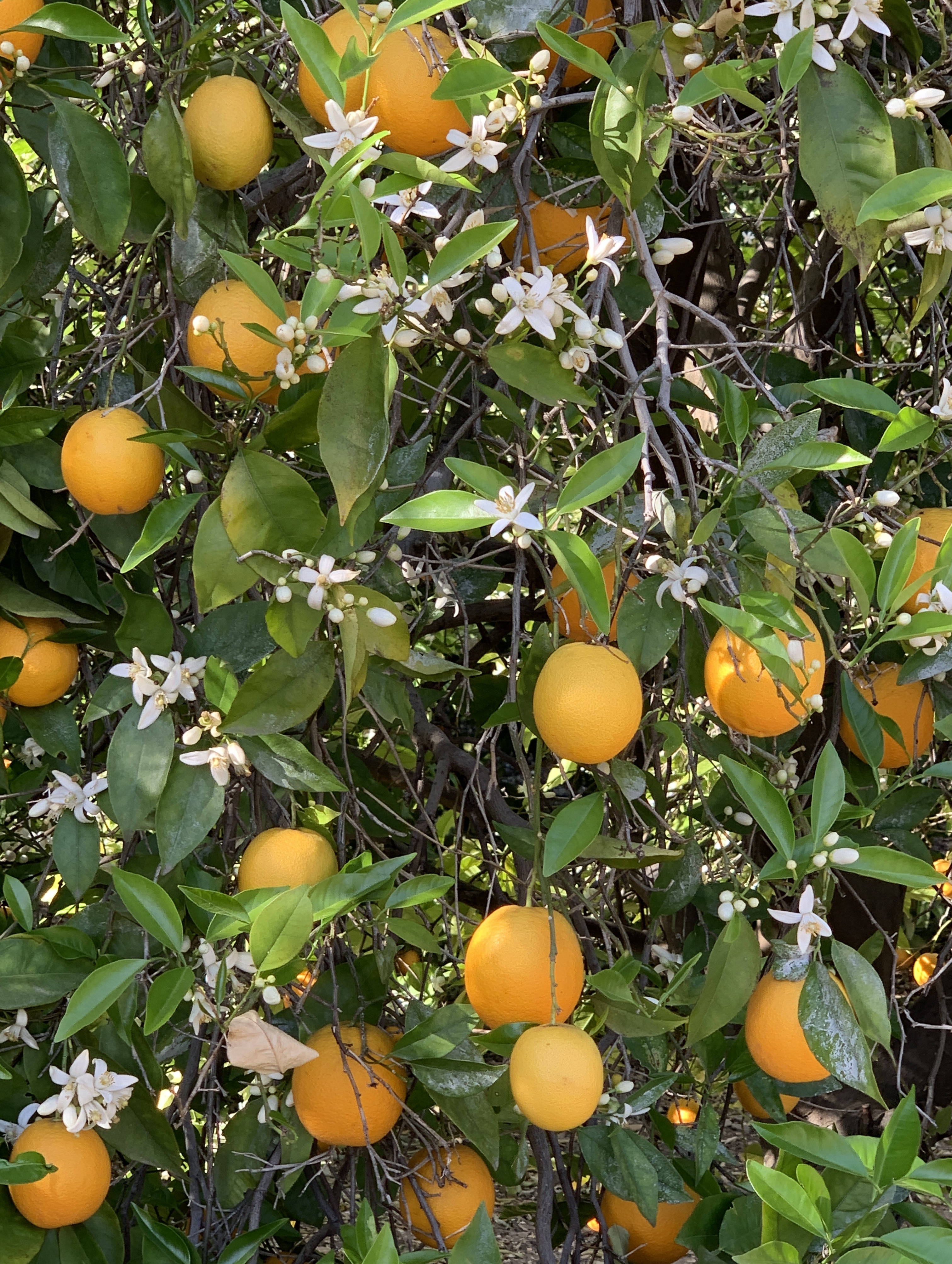 Citrus Cheer Everything! - Enfleurage, Inc