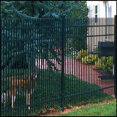 Legacy 400 Series | County Line Fence