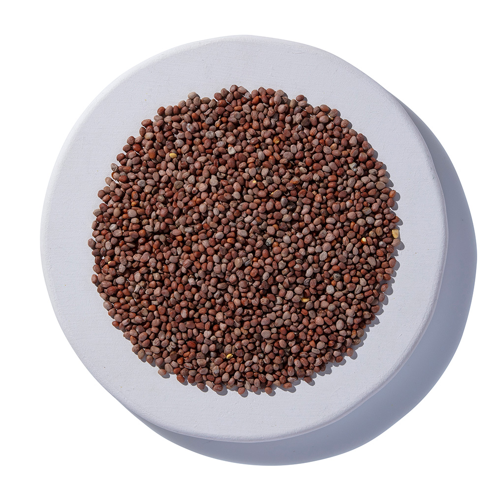 radish seeds sprouting