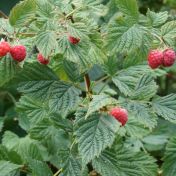A Guide to Raspberry Leaf | Starwest Botanicals - Starwest Botanicals