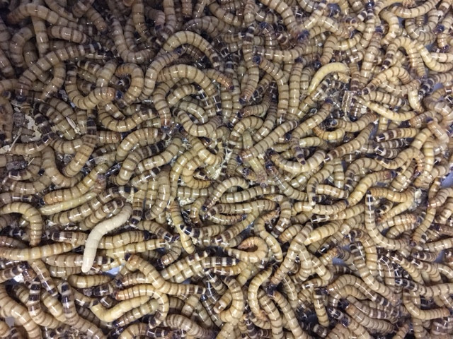 Superworms 100gm - Bio Supplies