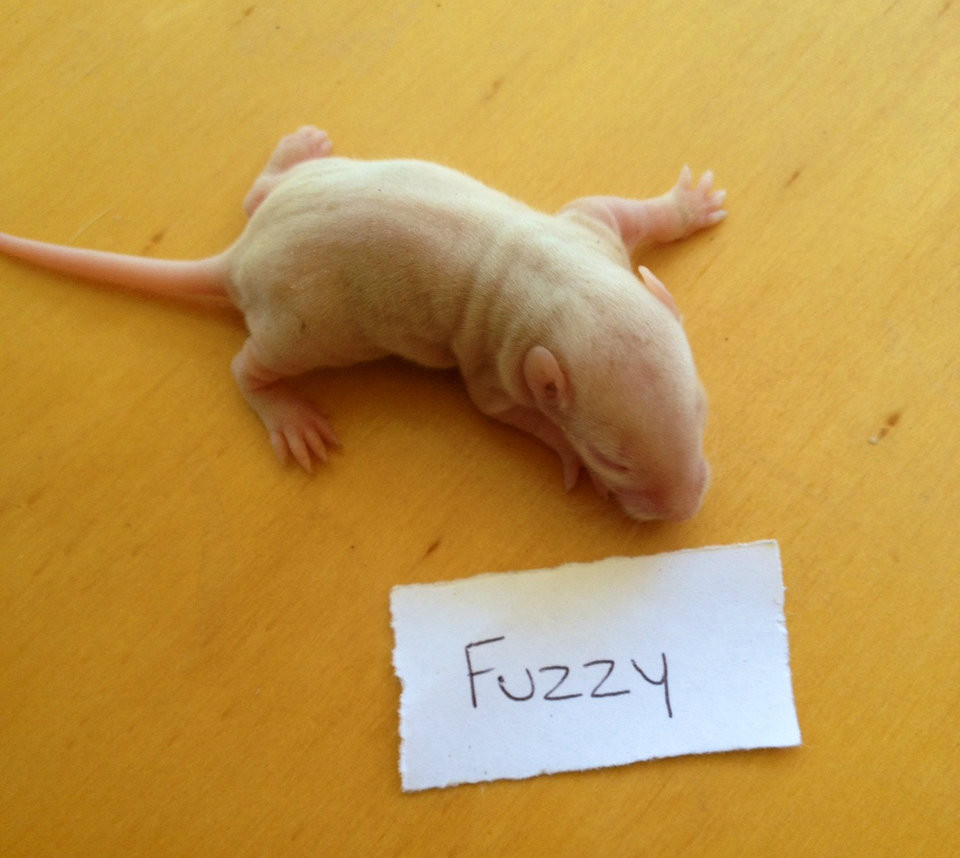 Frozen Fuzzy Rats - 7 pack - Bio Supplies