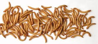 Live mealworms, Fast shipping Australia wide