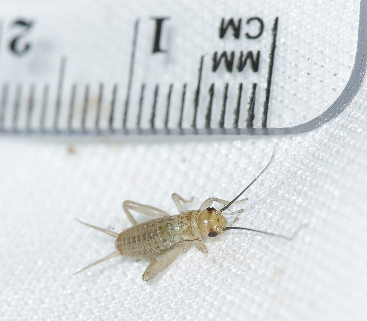 Classic Pack - 180 Medium Crickets - Bio Supplies