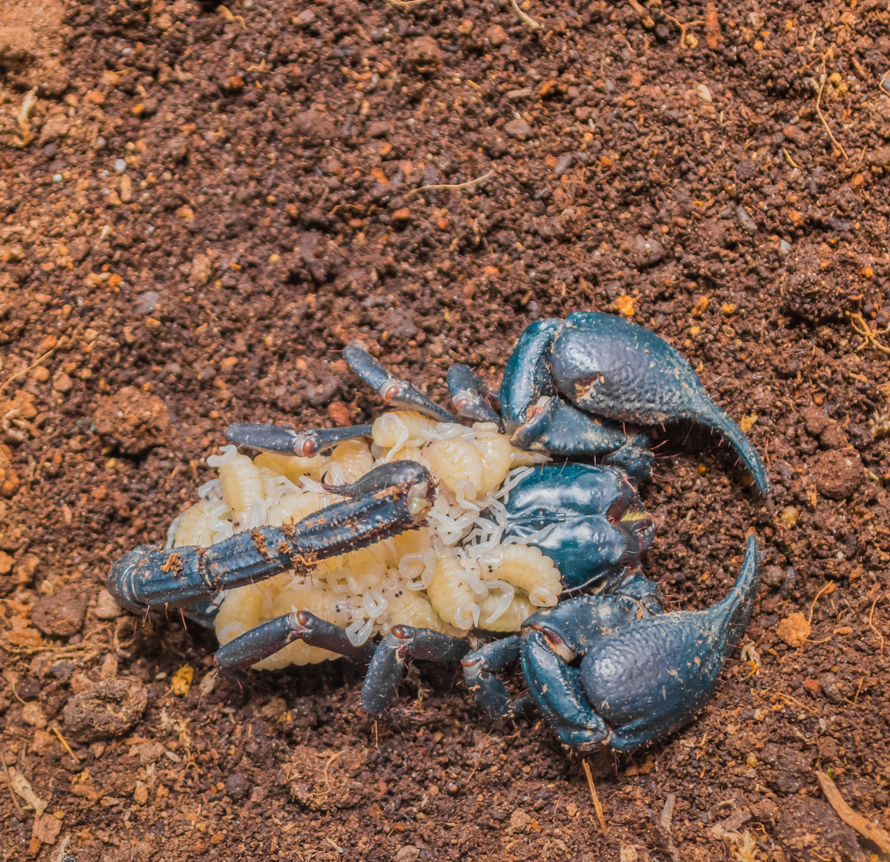 Scorpion - Rainforest Liocheles Waigiensis