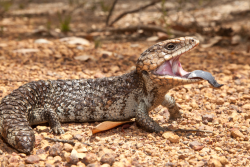 Fast Five Facts - Shinglebacks - Bio Supplies