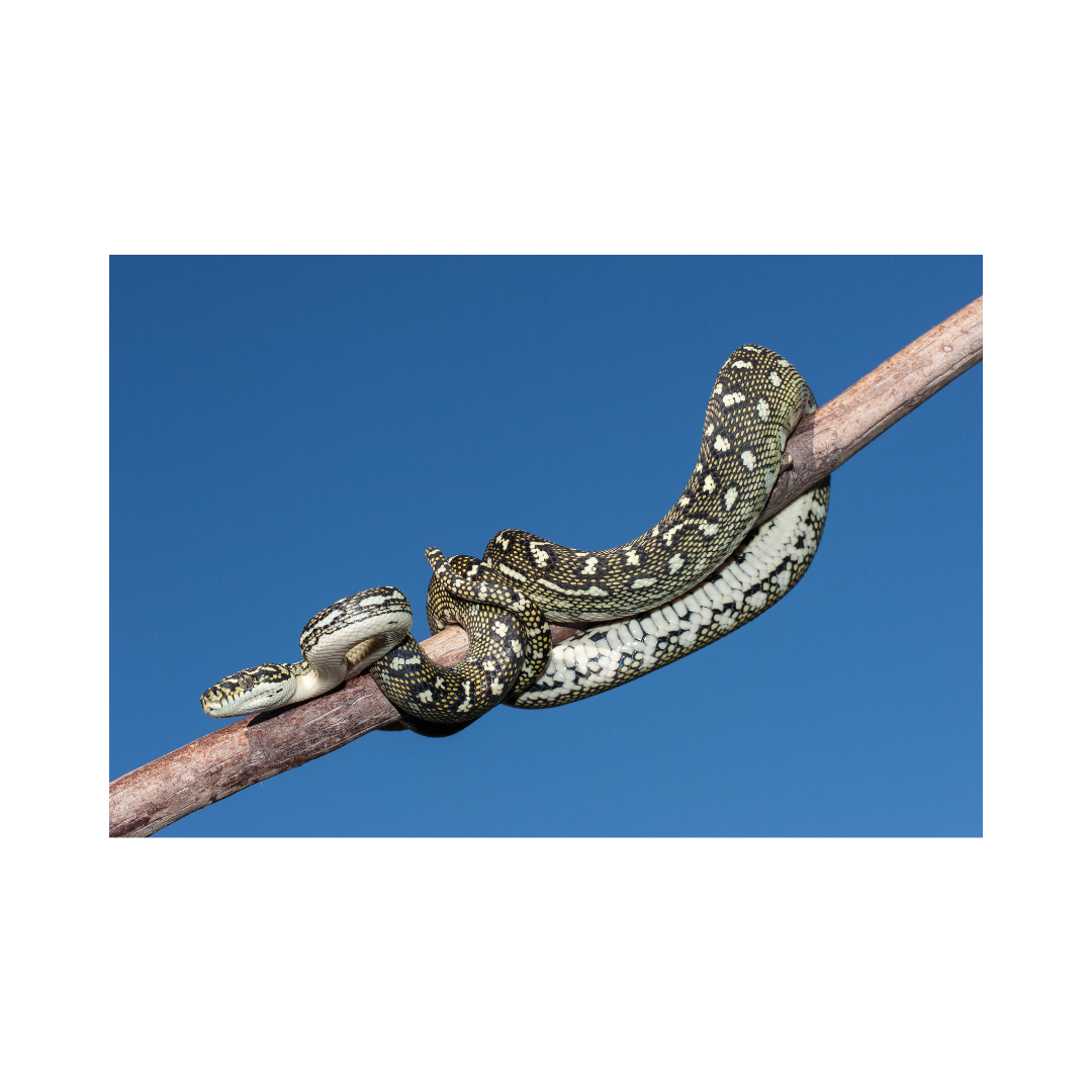 Best practices of feeding frozen rats and mice to snakes - Bio Supplies