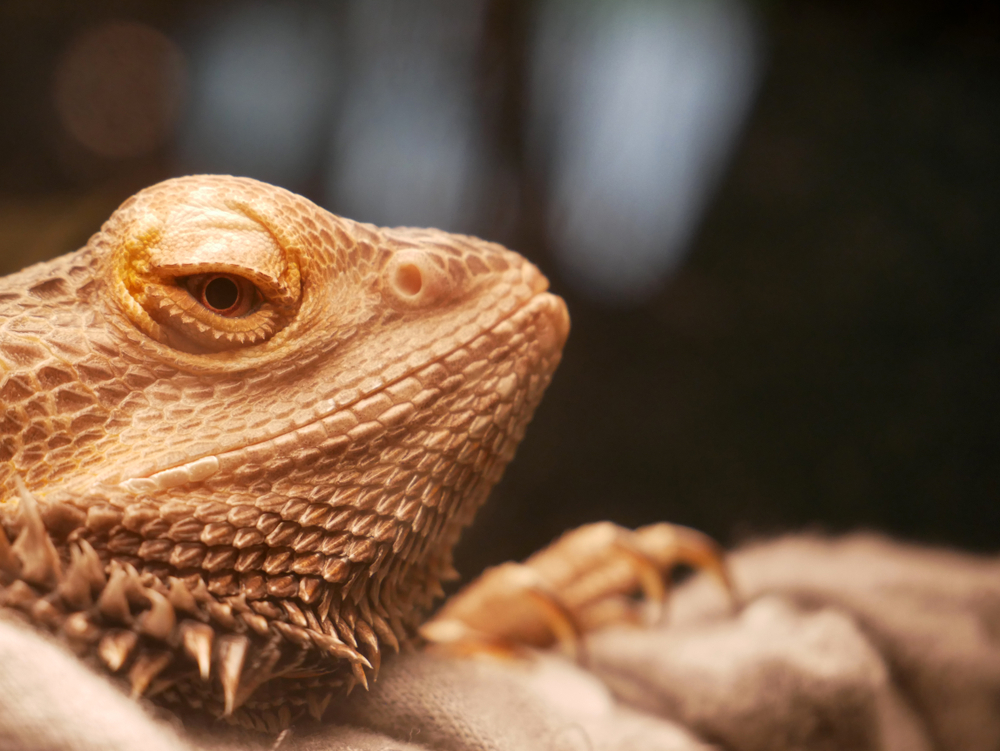 Rise and Shine - Bio Supplies