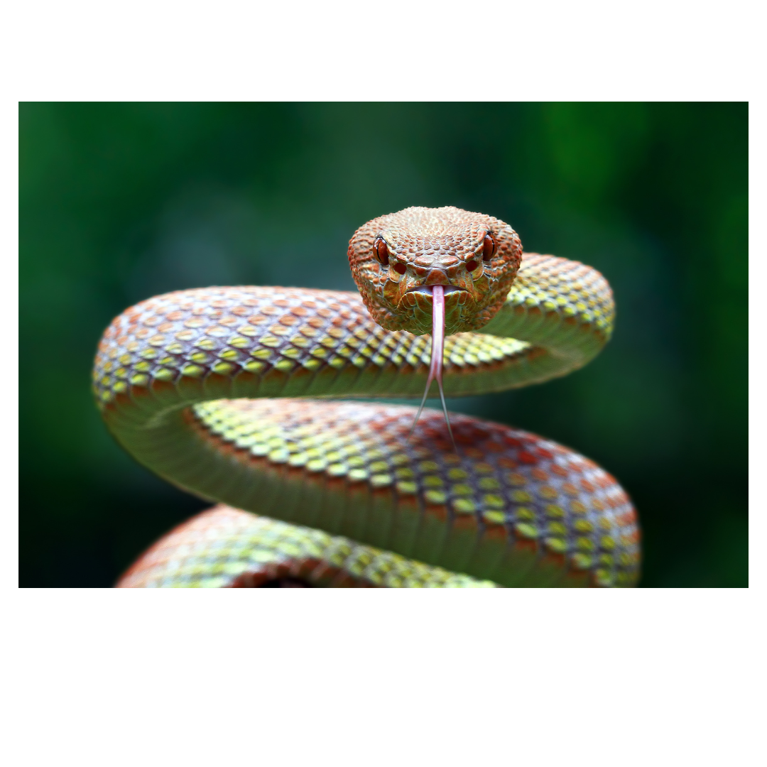 Why Do Snakes Hiss? Unraveling the Secrets Behind This Serpentine Behavior - Bio Supplies