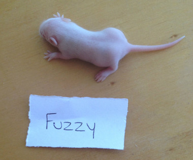 Frozen Fuzzy Mice - 50 pack 600g/pk - Bio Supplies