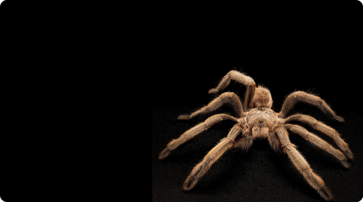 Bio Supplies | Live Crickets | Reptile Food | Fast Delivery