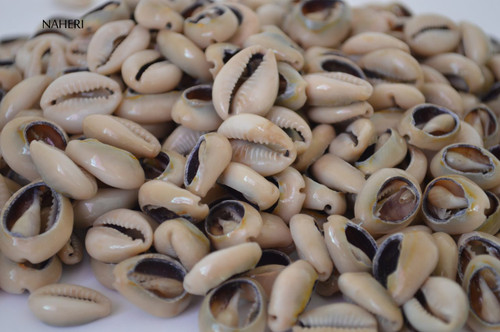 Cut Cowrie Shells for craft projects 100 pieces | NAHERI
