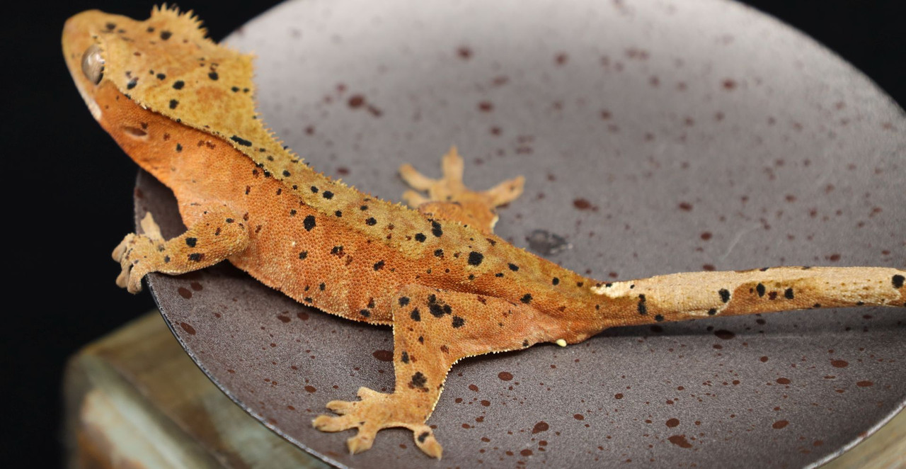 GrPaB73120 - Gecko Haven