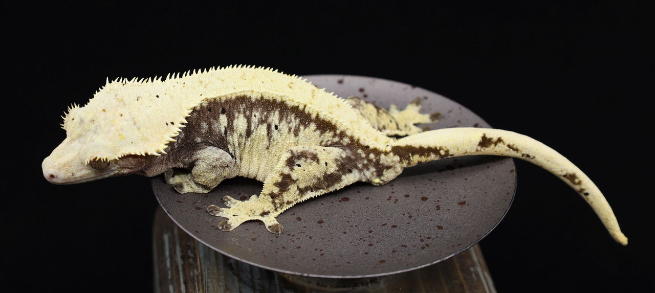 Caron - Gecko Haven