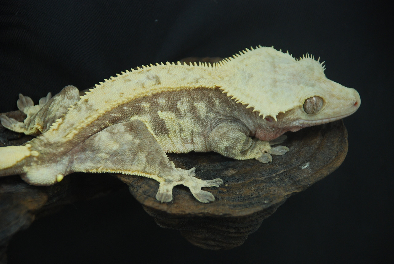 Cherokee Bob - Gecko Haven