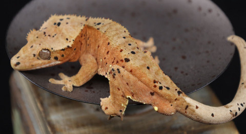 ReLi1118 - Gecko Haven