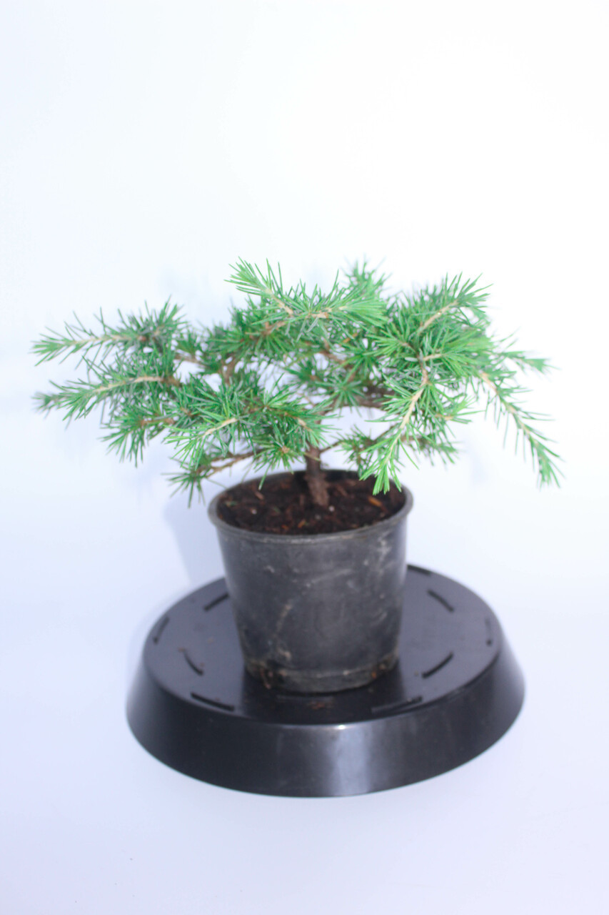 Cedrus deoda 'Prostrate beauty ' 4' pot prebonsai