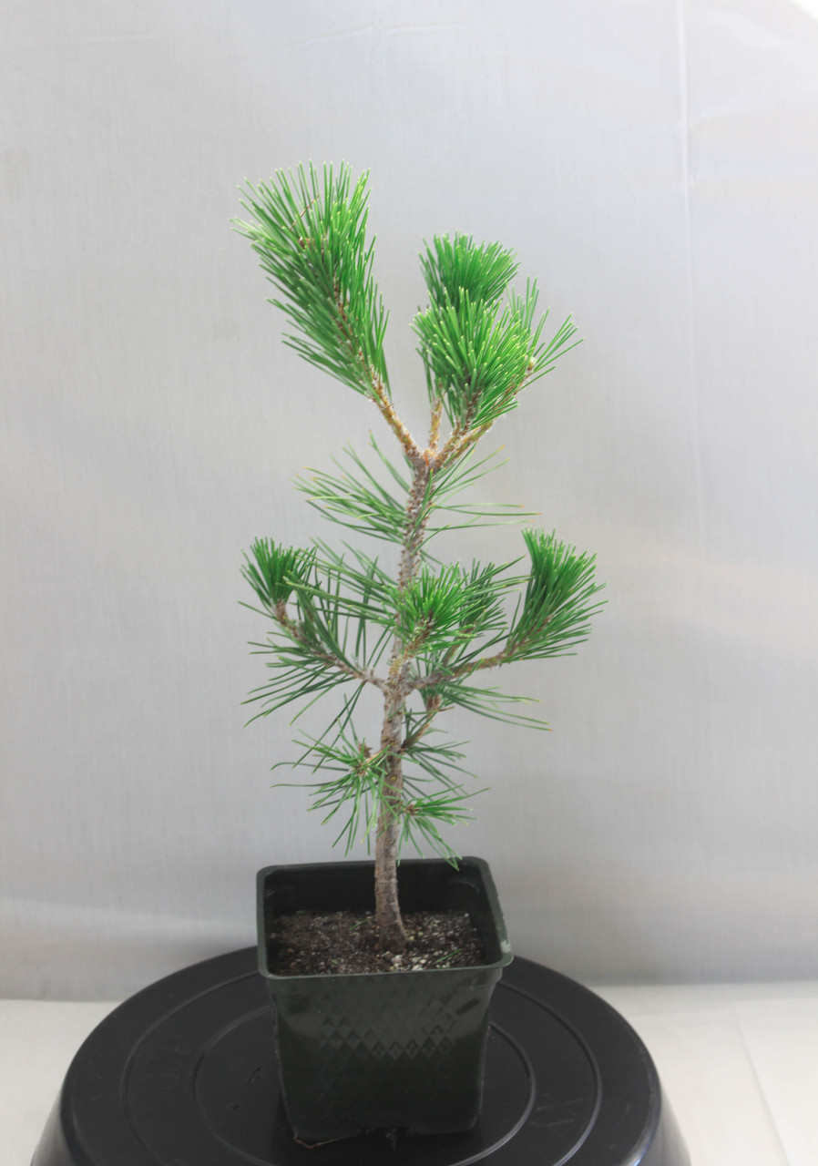 Japanese Black Pine Mikawa Pre Bonsai Tree 4 Pot Ready To Train