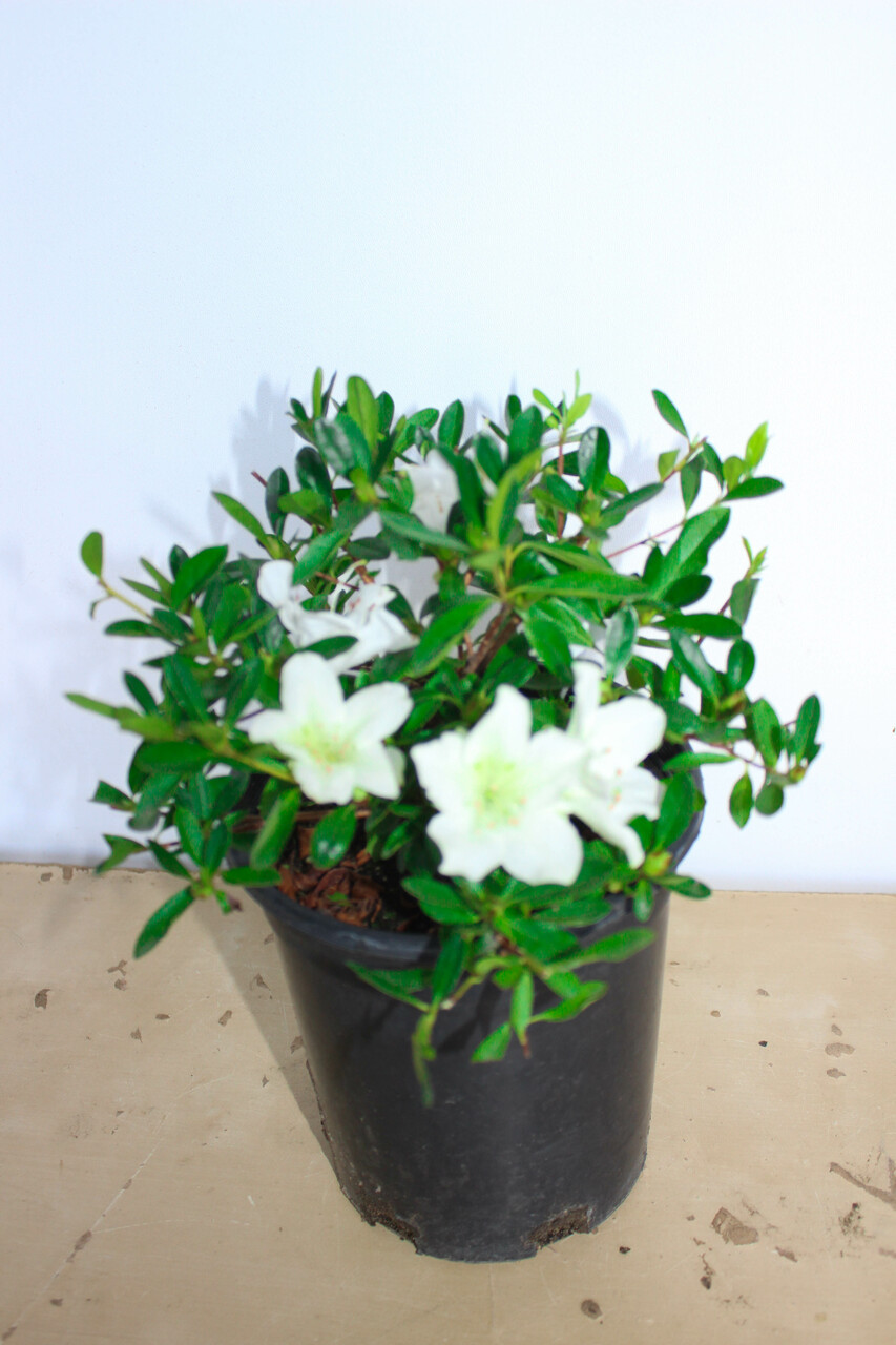 Satsuki Azalea like hybrid 'Kehr's Moonbeam' 1 gallon flowering Bonsai Tree