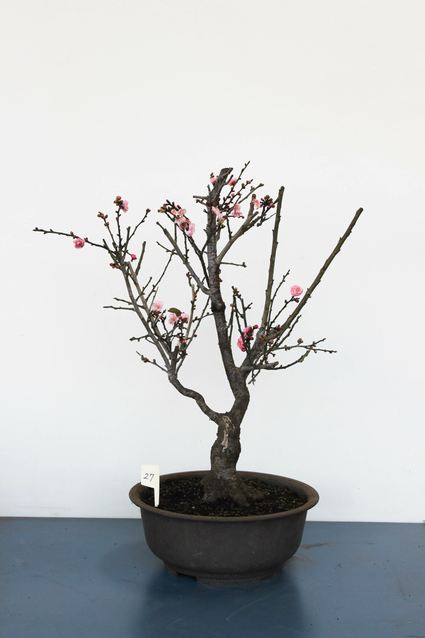 Japanese Flowering Apricot Specimen Bonsai Tree (#27) with Light Pink ...