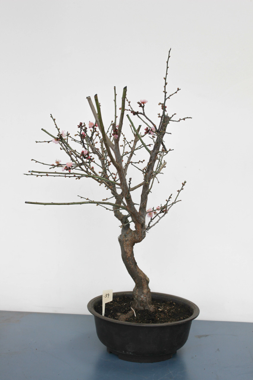 Japanese Flowering Apricot Specimen Bonsai Tree (#39) with Light Pink ...