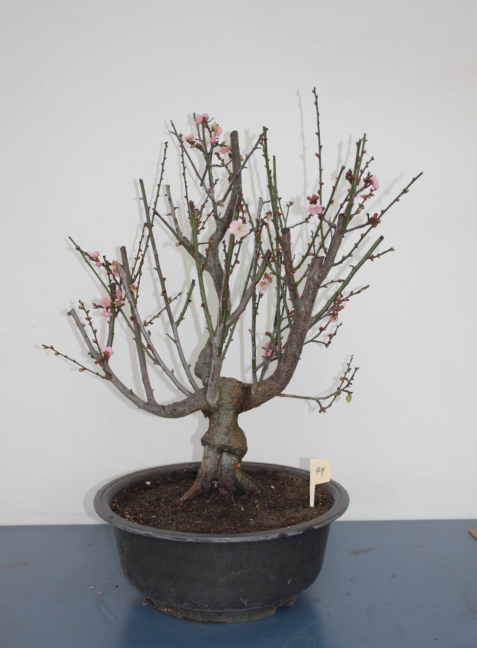 Japanese Flowering Apricot Specimen Bonsai Tree (#49) with Light Pink ...